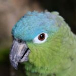 Tulum, 4 Cenotes, Playa del Carmen - Swimming in the Cenotes: Natural Marvels