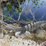 Tulum Adventure (Private, Full Day) - Authenticity and Value: What Travelers Are Saying