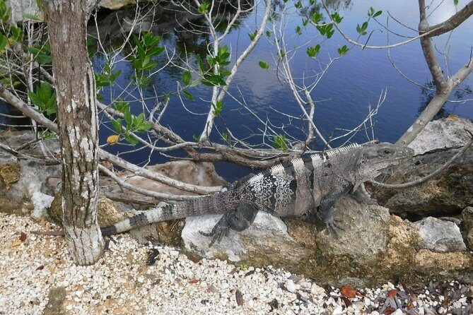 Tulum Adventure (Private, Full Day) - Authenticity and Value: What Travelers Are Saying