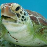 Tulum and Turtles Experience - Price and Value