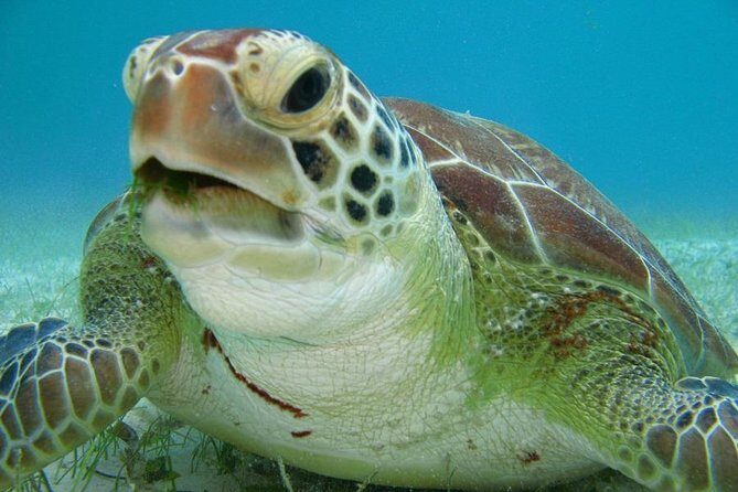 Tulum and Turtles Experience - Price and Value