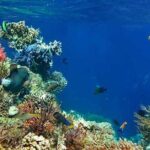 Tulum Area Experiences Guided 2 Tank Scuba Dive Casa Cenote & Barrier Reef-Lunch - Lunch: A Taste of Mayan Cuisine