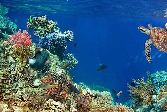 Tulum Area Experiences Guided 2 Tank Scuba Dive Casa Cenote & Barrier Reef-Lunch - Lunch: A Taste of Mayan Cuisine
