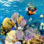 Tulum Area Experiences Guided Snorkeling Tour - Casa Cenote + Ocean Reef & Lunch - What the Reviews Teach Us