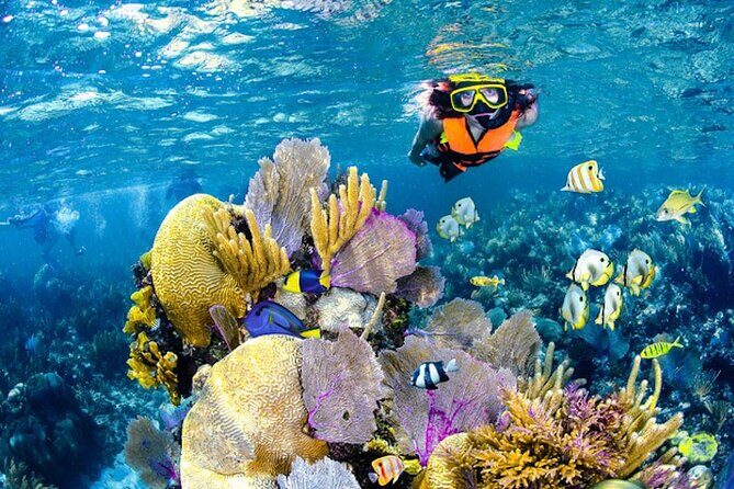 Tulum Area Experiences Guided Snorkeling Tour - Casa Cenote + Ocean Reef & Lunch - What the Reviews Teach Us
