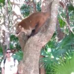 Tulum Guided Tour and Cenote Swim from Playa del Carmen - A Practical Review of the Tulum & Cenote Tour