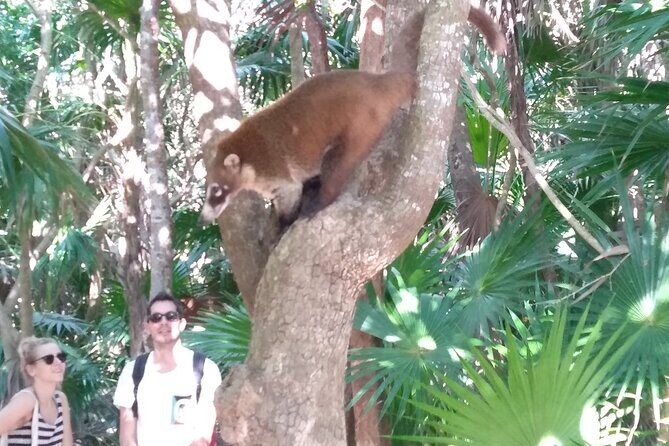 Tulum Guided Tour and Cenote Swim from Playa del Carmen - A Practical Review of the Tulum & Cenote Tour