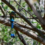 Tulum: Monkey Sanctuary Adventure - What the Tour Includes and What to Consider