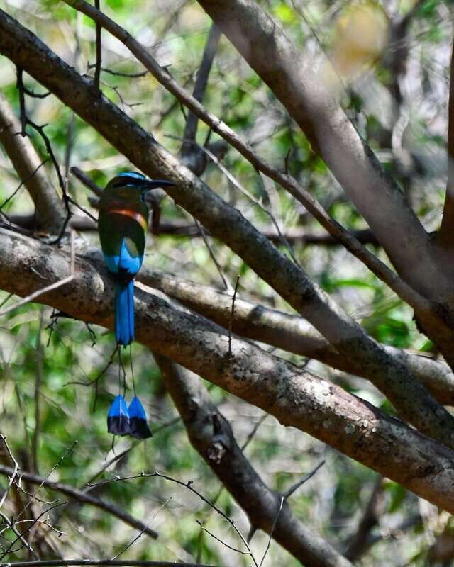 Tulum: Monkey Sanctuary Adventure - What the Tour Includes and What to Consider