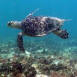Tulum Private Boat Tour & Turtle Snorkeling Experience - Detailed Breakdown of the Itinerary