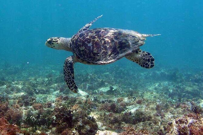Tulum Private Boat Tour & Turtle Snorkeling Experience - Detailed Breakdown of the Itinerary