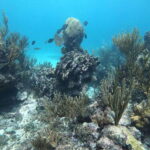 Tulum: Private Snorkel and Sailing Experience - Authentic Experiences and Local Charm