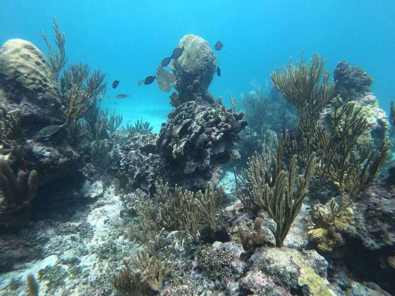 Tulum: Private Snorkel and Sailing Experience - Authentic Experiences and Local Charm
