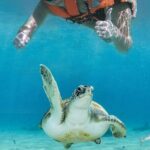 Tulum Ruins and Turtle Search at Akumal Plus Underground Cenote - Who Will Love This Tour?