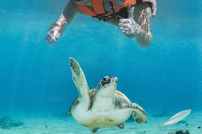 Tulum Ruins and Turtle Search at Akumal Plus Underground Cenote - Who Will Love This Tour?