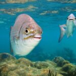 Tulum ruins, Swim with turtles and Cenote from Riviera Maya - Discovering Tulum: The Archaeological Marvel