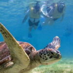 Tulum: Ruins, Turtles & Cenotes Adventure - What Reviewers Are Saying