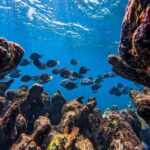 Tulum: Snorkeling at Paradise Reef - The Environment and Visibility Factors