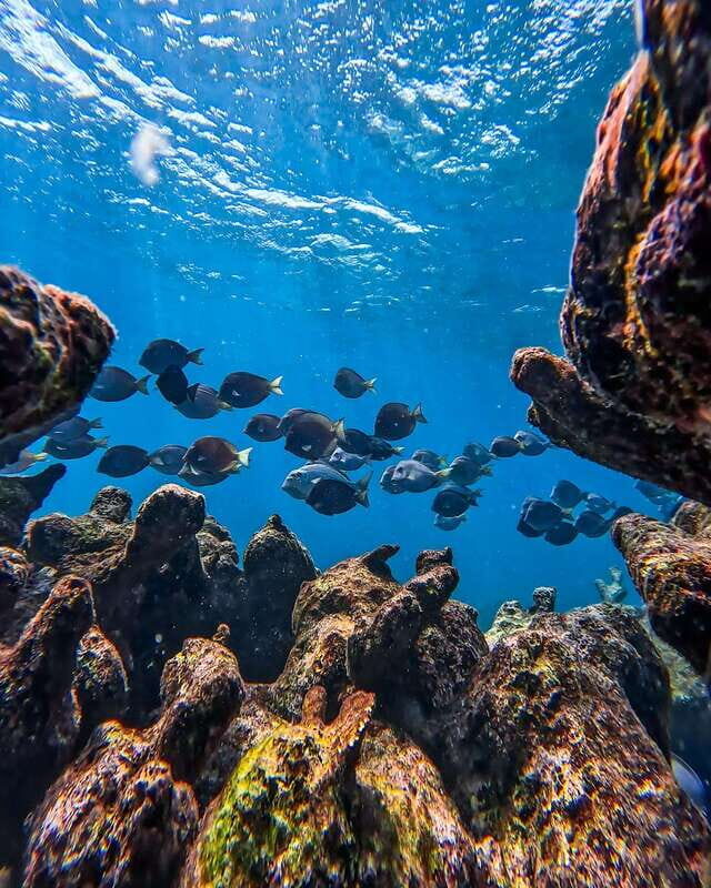 Tulum: Snorkeling at Paradise Reef - The Environment and Visibility Factors