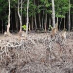 Tung Yee Peng Mangrove Forest Tour By Longtail Boat From Koh Lanta - What the Reviews Highlight
