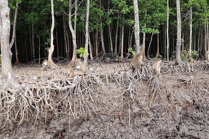Tung Yee Peng Mangrove Forest Tour By Longtail Boat From Koh Lanta - What the Reviews Highlight