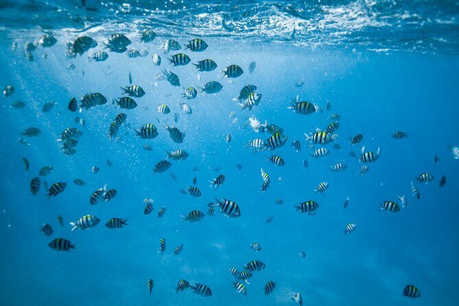 Turtle Canyon Snorkel Adventure in Waikiki - Final Thoughts