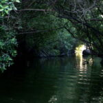 *Turtle Hatching + 3 Palos Lagoon Boat Ride & Crocs Farm - An In-Depth Look at the Tour Experience