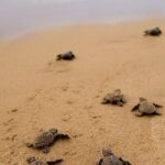 Turtle Release and Bioluminescence - The Bioluminescence Experience at Manialtepec Lagoon