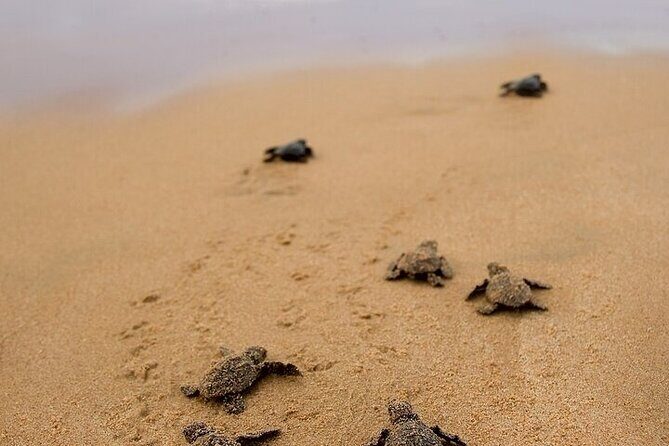 Turtle Release and Bioluminescence - The Bioluminescence Experience at Manialtepec Lagoon