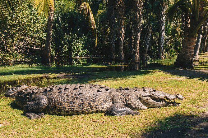 Turtle Release Escobilla Sanctuary and crocs in Ventanilla. - The Itinerary: What to Expect at Each Stop