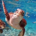 Turtle Sightseeing at Akumal & Underground Caves Tour - Practical Details and Tips for the Tour