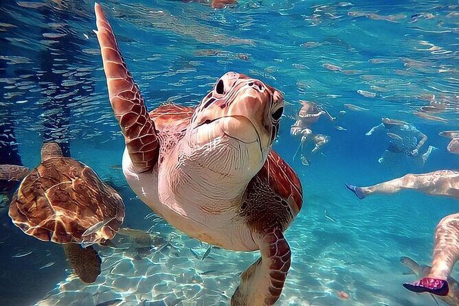 Turtle Sightseeing at Akumal & Underground Caves Tour - Practical Details and Tips for the Tour