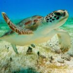 Turtle Swim & Tulum Ruins! Round Transportation from Playa del Carmen - A Full Breakdown of the Experience