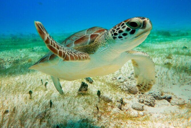 Turtle Swim & Tulum Ruins! Round Transportation from Playa del Carmen - A Full Breakdown of the Experience