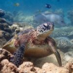 Turtle Tour - Ningaloo Reef Half Day Sea Kayak and Snorkel Tour - Detailed Itinerary Breakdown