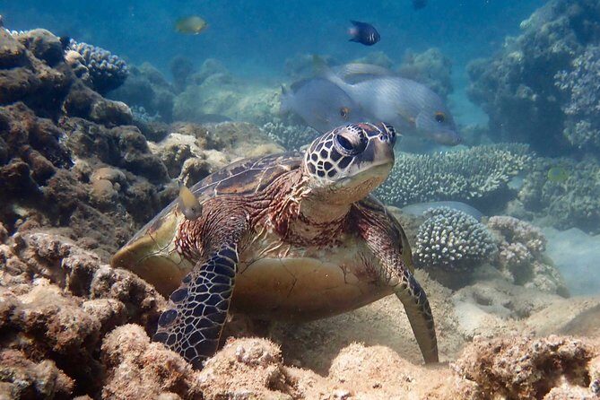 Turtle Tour - Ningaloo Reef Half Day Sea Kayak and Snorkel Tour - Detailed Itinerary Breakdown