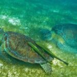 Turtles and Cenote from Riviera Maya - Practical Tips for Travelers