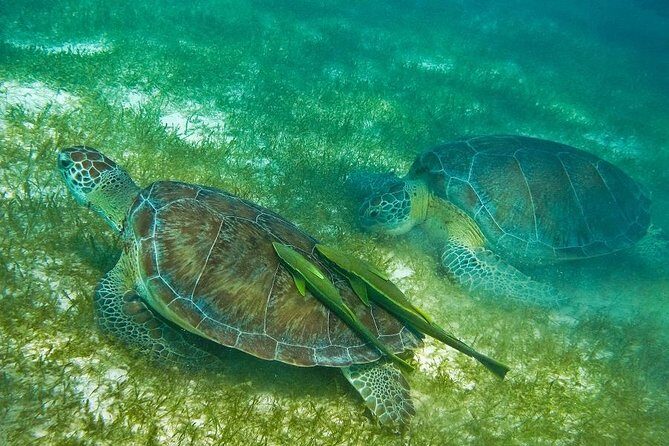 Turtles and Cenote from Riviera Maya - Practical Tips for Travelers