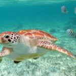 Turtles and Cenote snorkeling activity from Riviera Maya - Authentic Experiences and Tips for Travelers