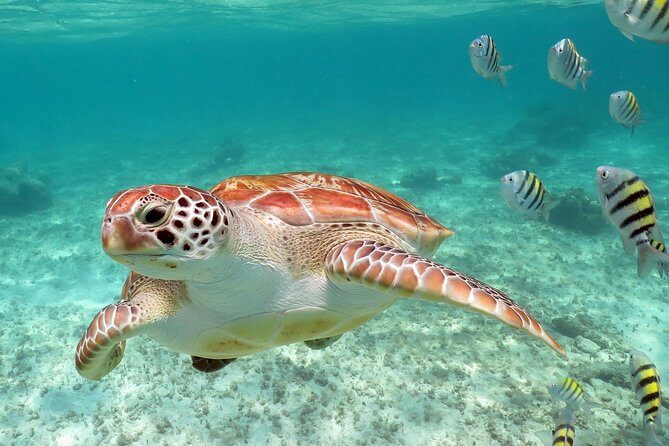 Turtles and Cenote snorkeling activity from Riviera Maya - Authentic Experiences and Tips for Travelers
