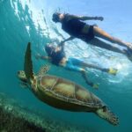 Turtles and Cenote Snorkeling Activity from Tulum - Who Should Consider This Tour?