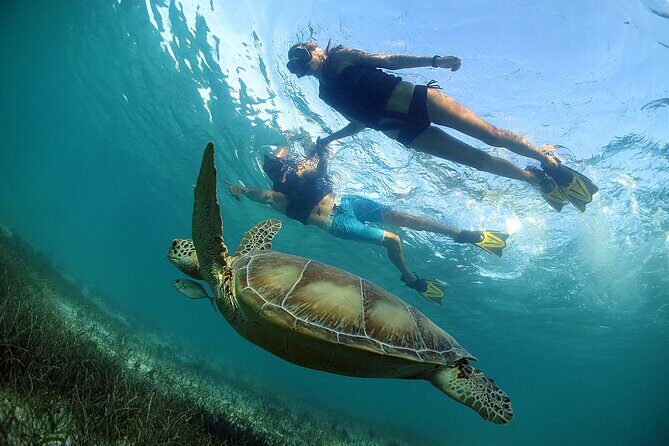 Turtles and Cenote Snorkeling Activity from Tulum - Who Should Consider This Tour?