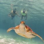 Turtles & Cenote! Half Day from Riviera Maya & Playa del Carmen - The Value and Overall Impression
