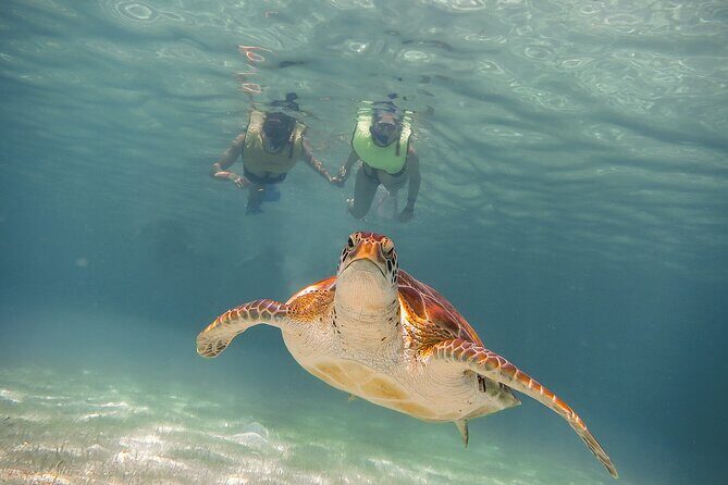 Turtles & Cenote! Half Day from Riviera Maya & Playa del Carmen - The Value and Overall Impression