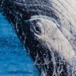 Tweed Heads: Whale Watching Boat Tour - Who Should Consider This Tour?
