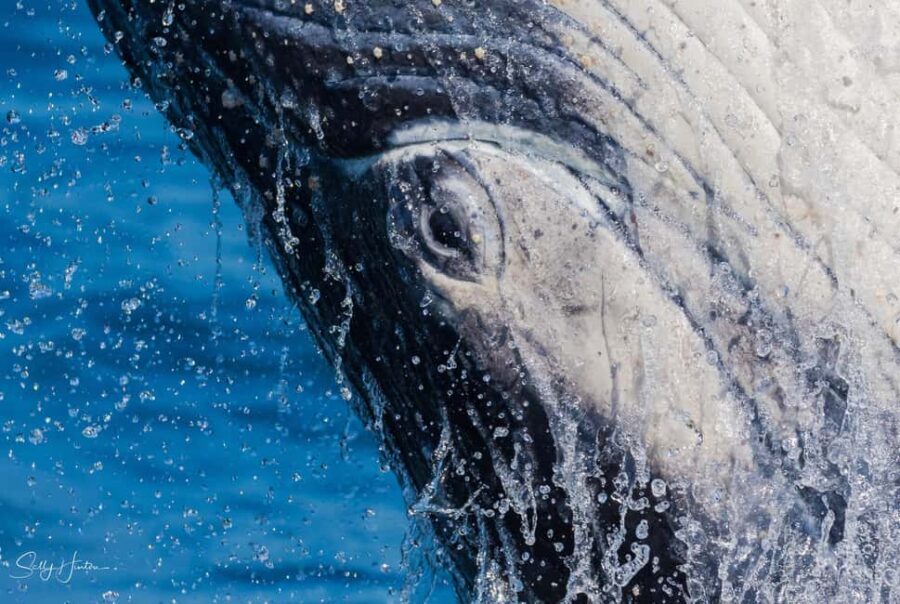 Tweed Heads: Whale Watching Boat Tour - Who Should Consider This Tour?