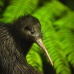 Twilight Wild Kiwi Bird Encounter Private Tour - Final Thoughts