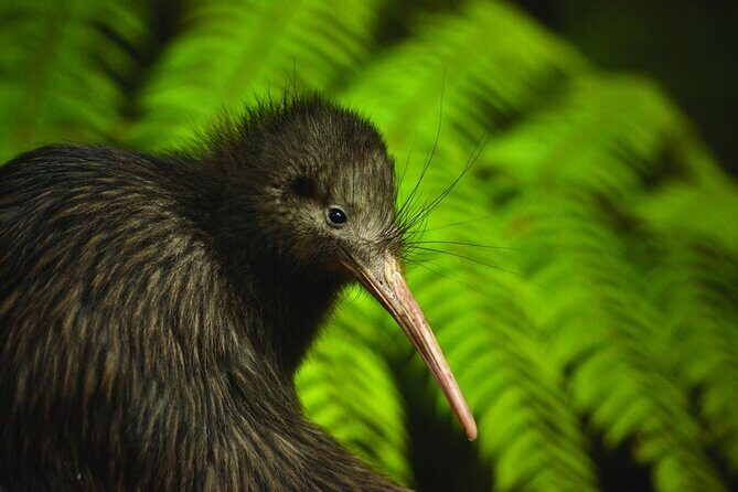Twilight Wild Kiwi Bird Encounter Private Tour - Final Thoughts