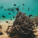 Two Fun Dives for Certified Divers in Koh Kood or Koh Rang - The Sum Up