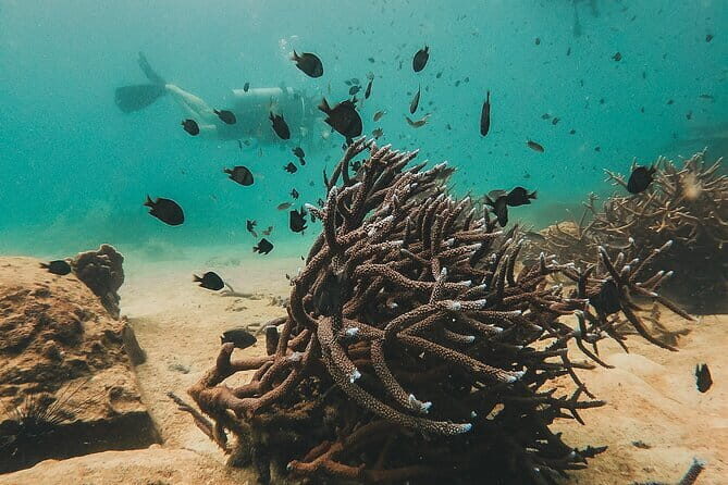 Two Fun Dives for Certified Divers in Koh Kood or Koh Rang - The Sum Up